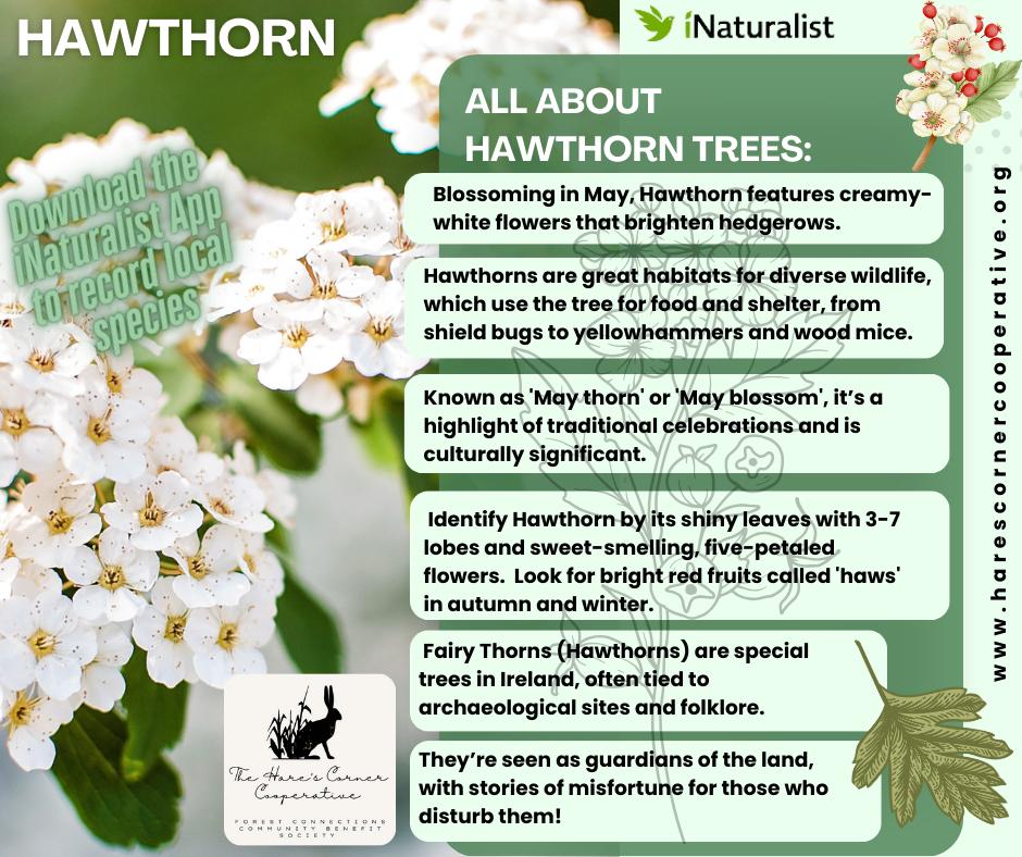 SPECIES SPOTLIGHT: HAWTHORN – Hare's Corner Cooperative