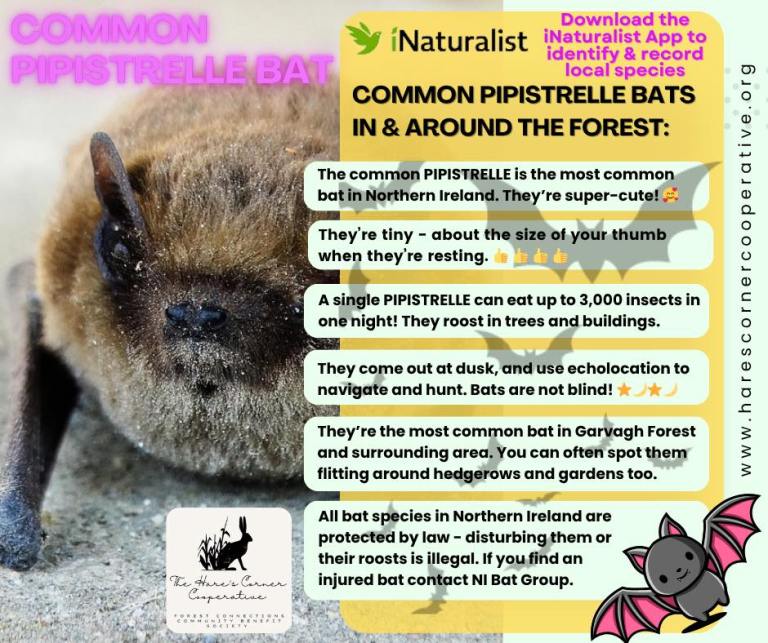 SPECIES SPOTLIGHT: COMMON PIPISTRELLE BAT – Hare's Corner Cooperative